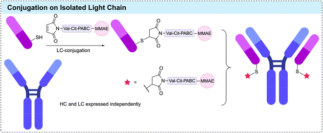 Site-selective modification strategies in antibody–drug conjugates ...