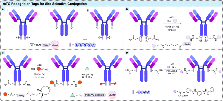 Site-selective modification strategies in antibody–drug conjugates ...