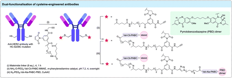 Site-selective modification strategies in antibody–drug conjugates ...