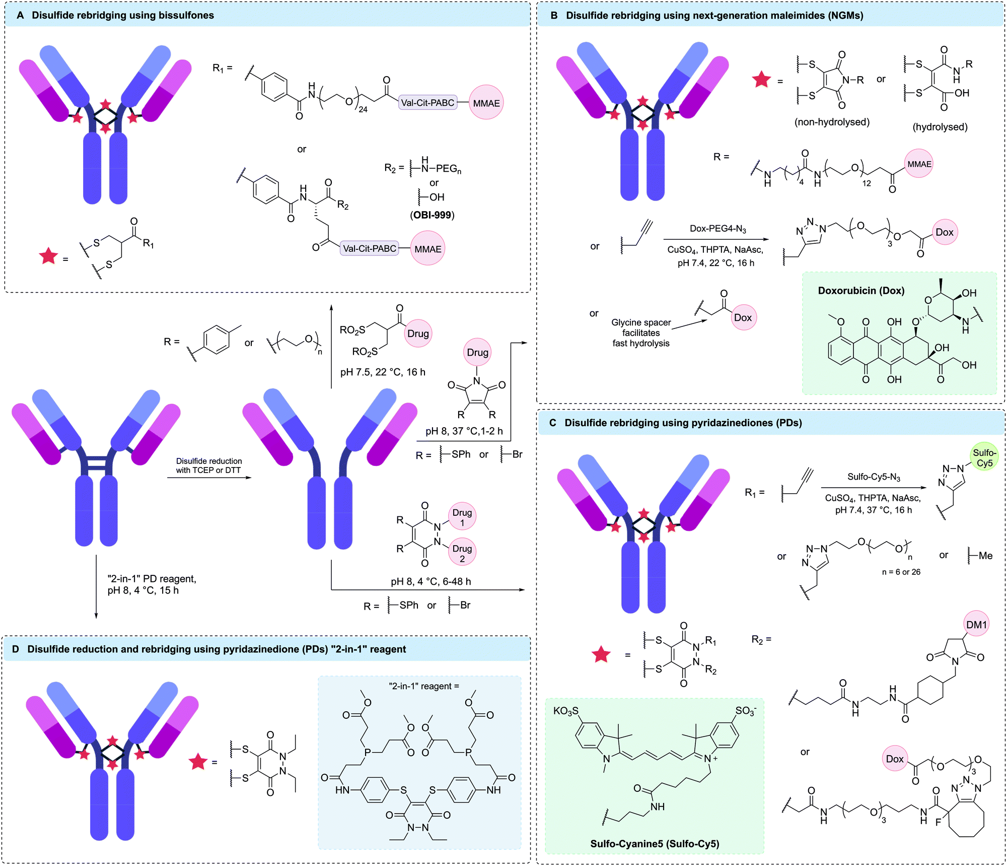 Site-selective modification strategies in antibody–drug conjugates ...