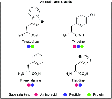Photocatalytic methods for amino acid modification - Chemical Society ...