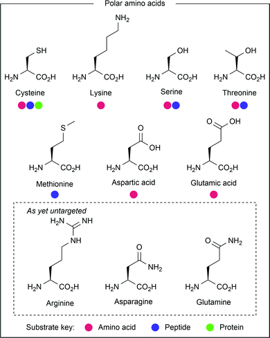 Photocatalytic methods for amino acid modification - Chemical Society ...