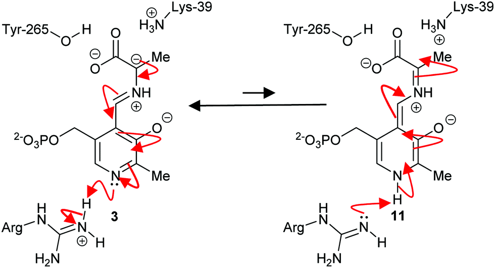 Racemases and epimerases operating through a 1,1-proton transfer ...
