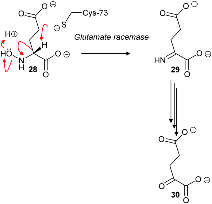 Racemases and epimerases operating through a 1,1-proton transfer ...