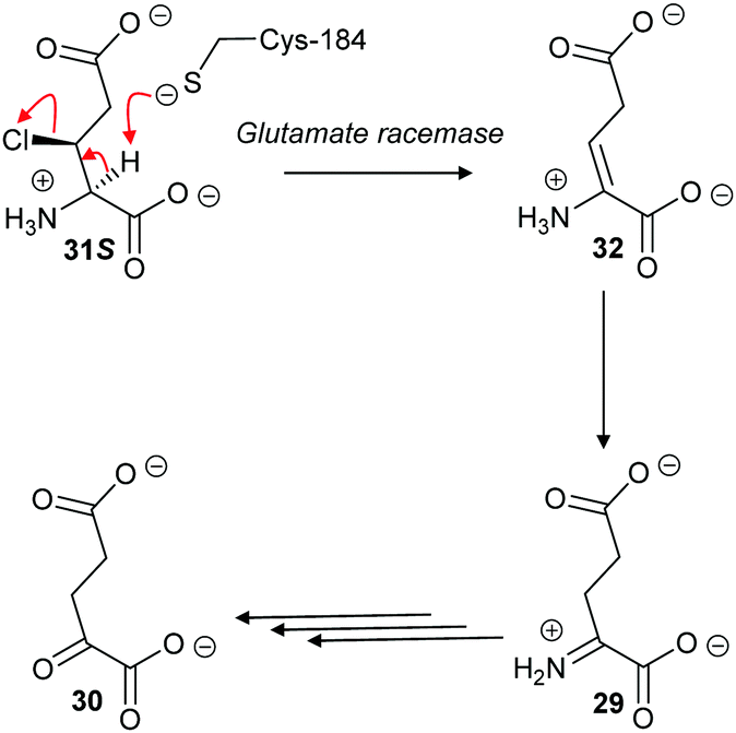 Racemases and epimerases operating through a 1,1-proton transfer ...