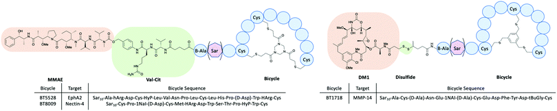 Peptides as a platform for targeted therapeutics for cancer: peptide ...