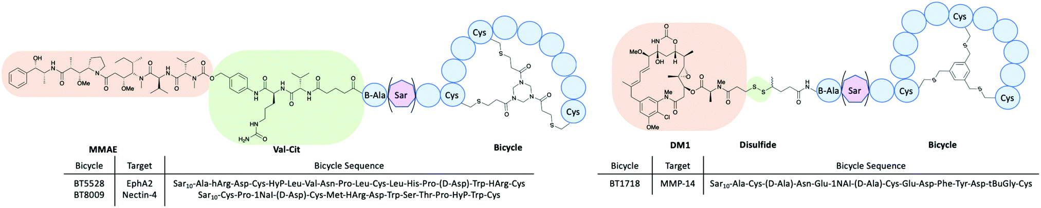 Peptides as a platform for targeted therapeutics for cancer: peptide ...