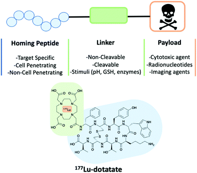 Peptides as a platform for targeted therapeutics for cancer: peptide ...