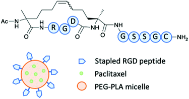 Peptides as a platform for targeted therapeutics for cancer: peptide ...