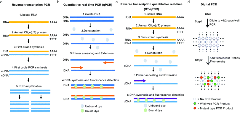 Detection of coronavirus in environmental surveillance and risk ...