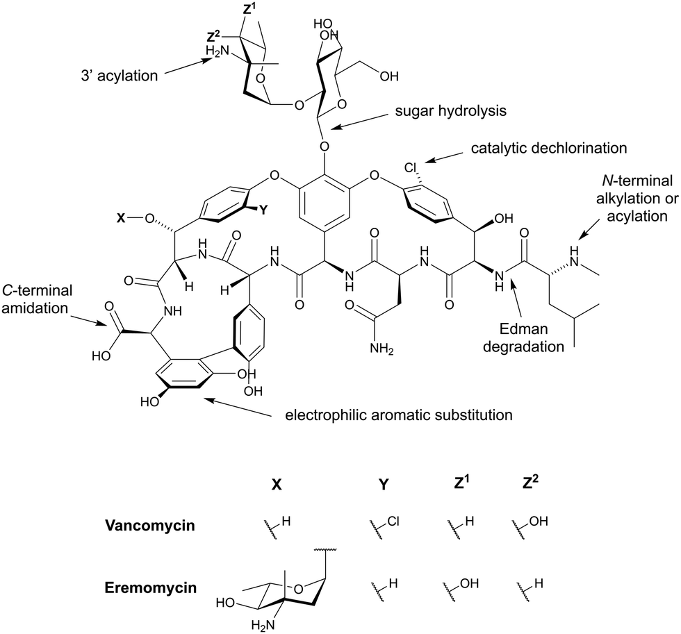 The multifaceted nature of antimicrobial peptides: current synthetic ...