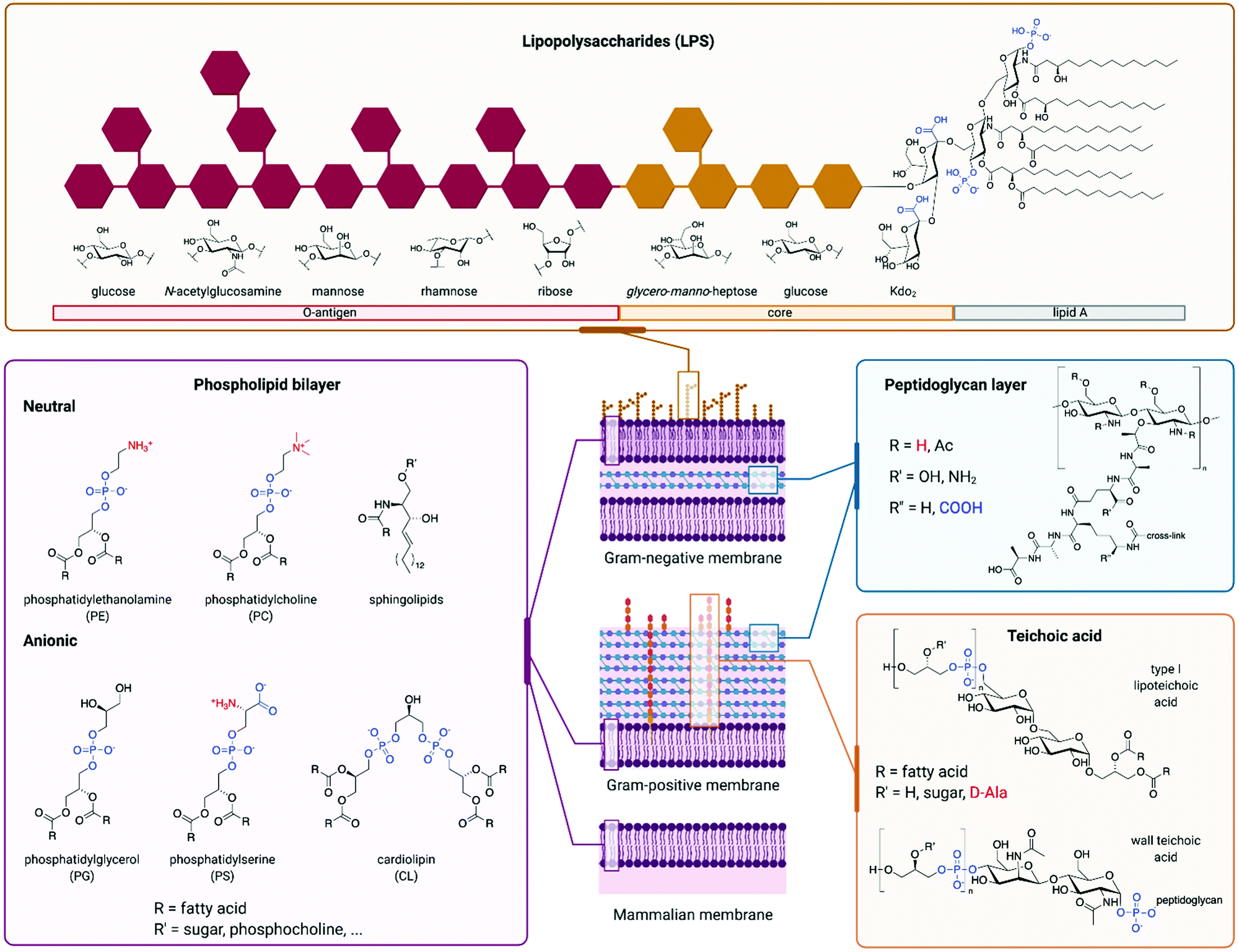 The multifaceted nature of antimicrobial peptides: current synthetic ...