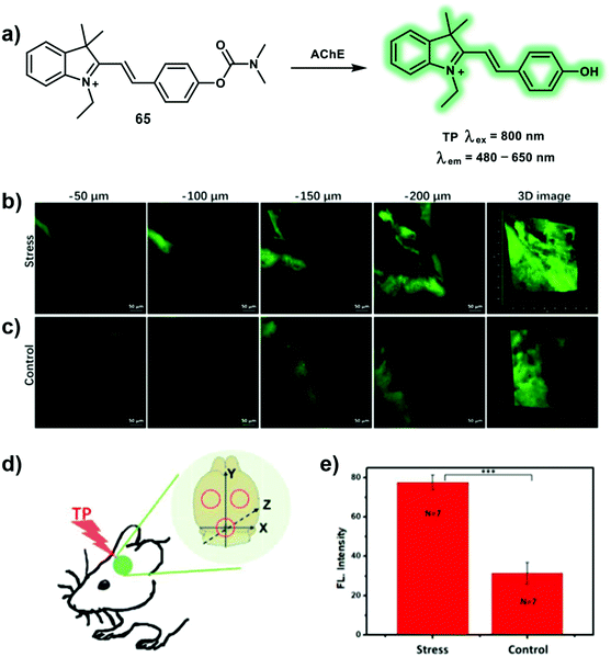 Two-photon small-molecule fluorescence-based agents for sensing ...