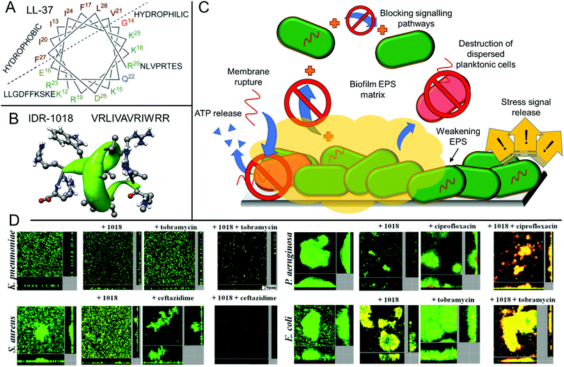 Approaches for the inhibition and elimination of microbial biofilms ...