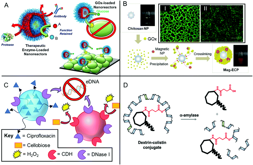 Approaches for the inhibition and elimination of microbial biofilms ...