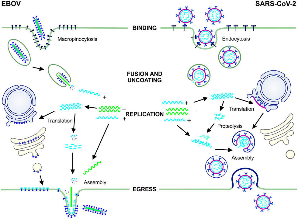 Antiviral drug discovery: preparing for the next pandemic - Chemical ...