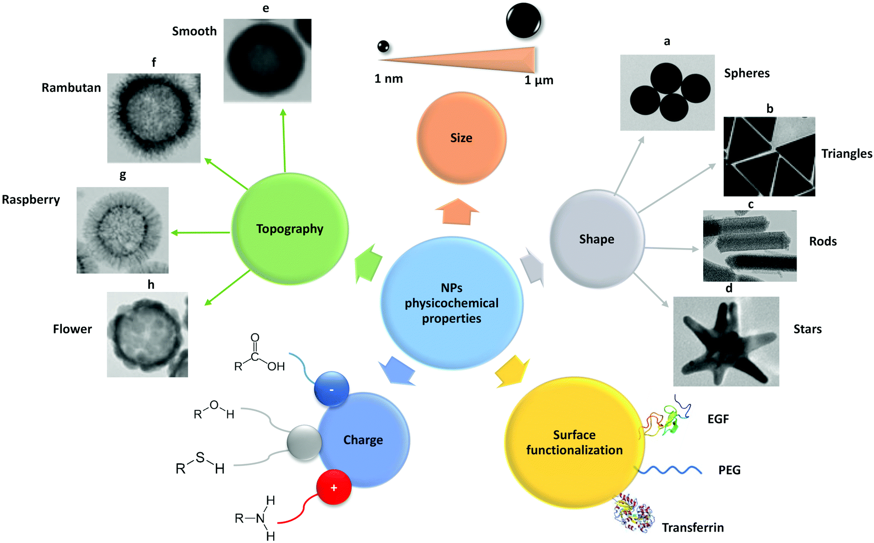 Understanding nanoparticle endocytosis to improve targeting strategies ...