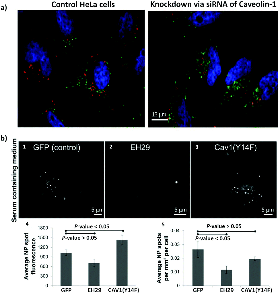 Receptor Mediated Endocytosis Micrograph