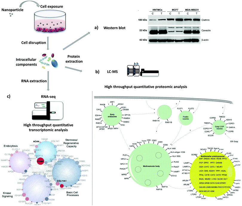 Understanding nanoparticle endocytosis to improve targeting strategies ...