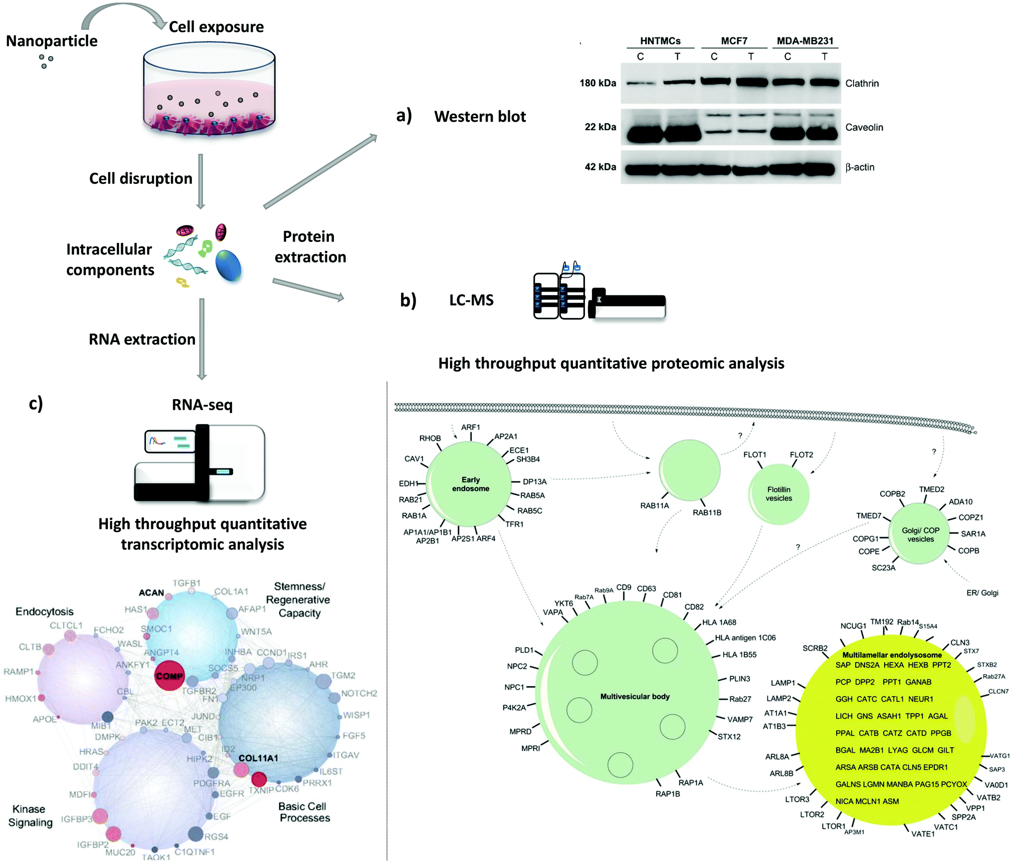 Understanding nanoparticle endocytosis to improve targeting strategies ...