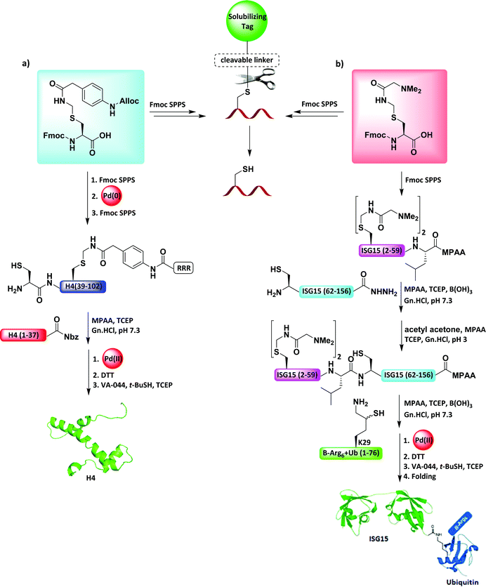 Harnessing the power of transition metals in solid-phase peptide ...