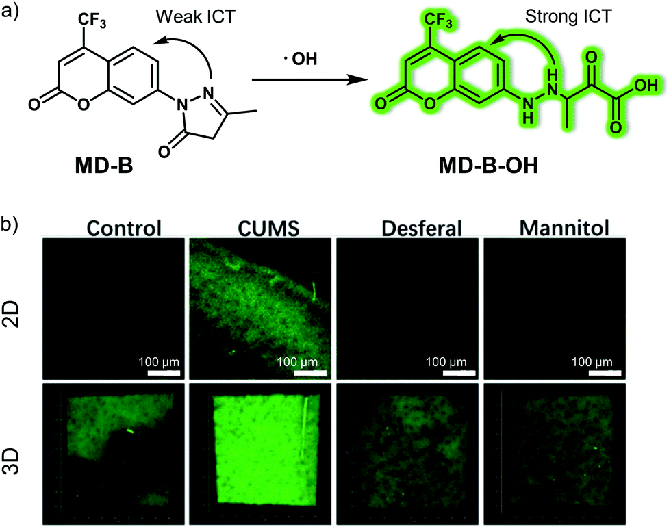 Small-molecule fluorescence-based probes for interrogating major organ ...