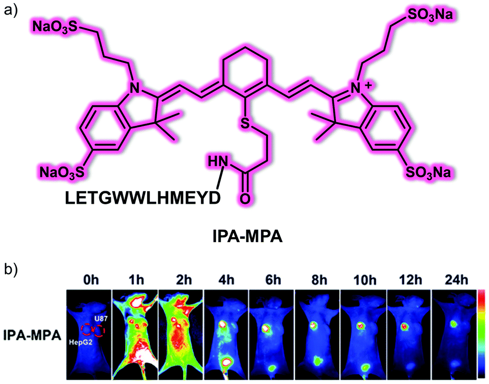 Small-molecule fluorescence-based probes for interrogating major organ ...