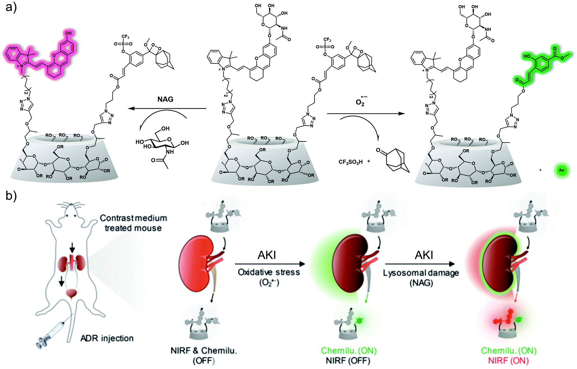 Small-molecule fluorescence-based probes for interrogating major organ ...