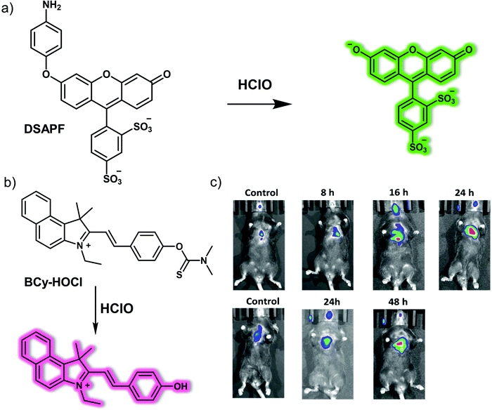 Small-molecule fluorescence-based probes for interrogating major organ diseases - Chemical ...