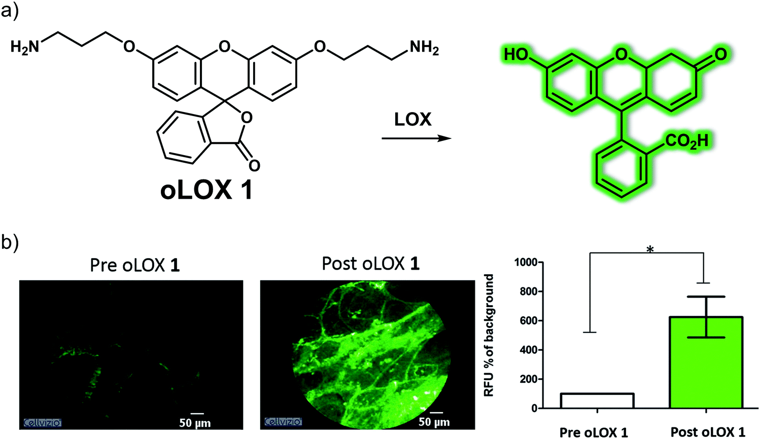 Small-molecule fluorescence-based probes for interrogating major organ ...