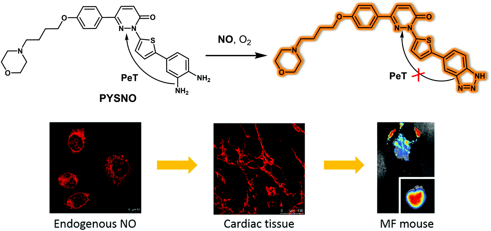 Small-molecule fluorescence-based probes for interrogating major organ ...