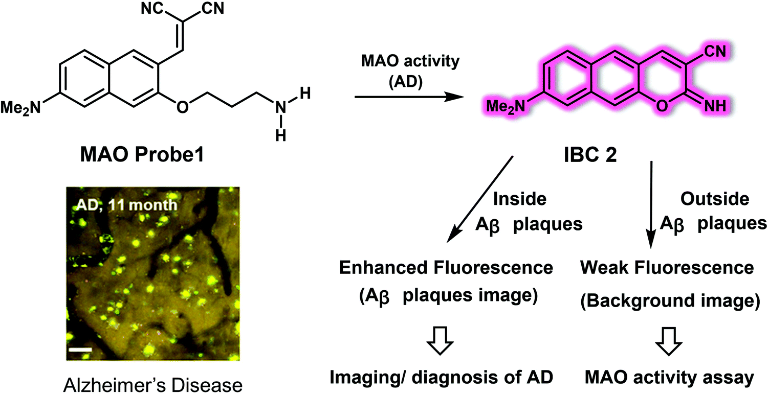Small-molecule fluorescence-based probes for interrogating major organ ...