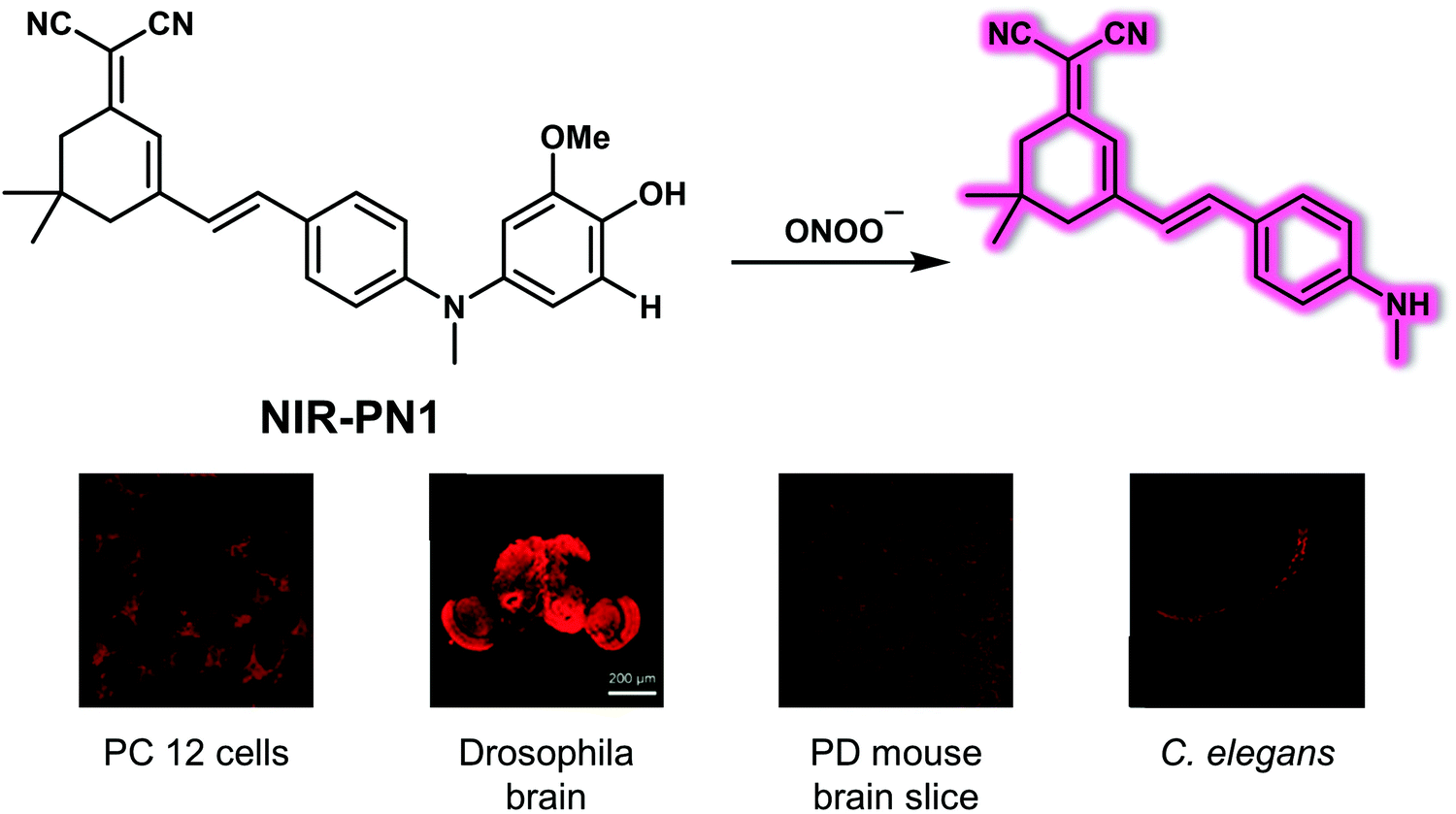 Small-molecule fluorescence-based probes for interrogating major organ ...