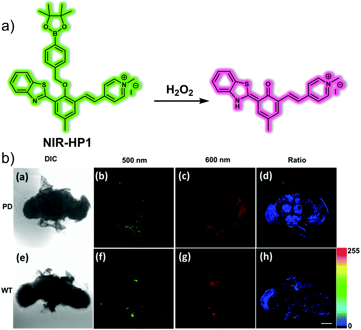 Small-molecule fluorescence-based probes for interrogating major organ ...