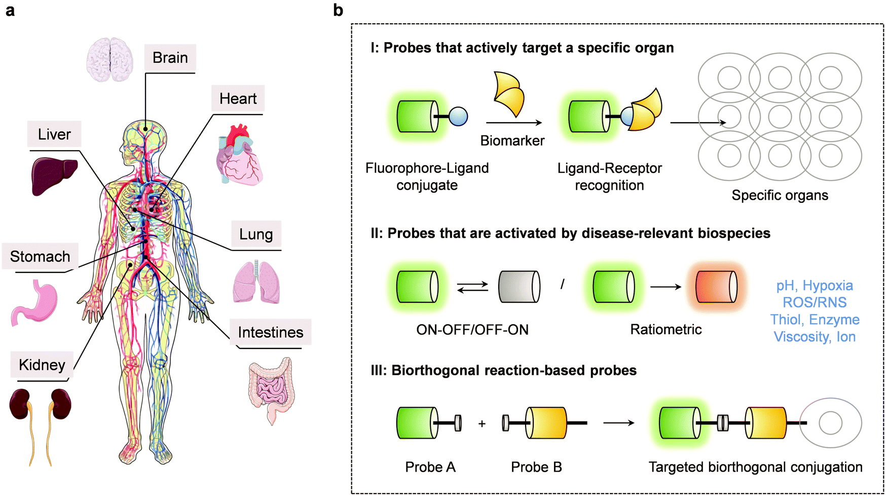 Small-molecule fluorescence-based probes for interrogating major organ ...