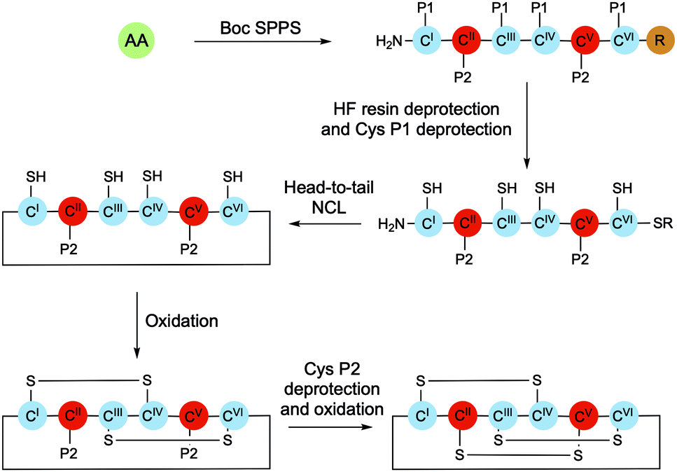 The role of chemical synthesis in developing RiPP antibiotics ...