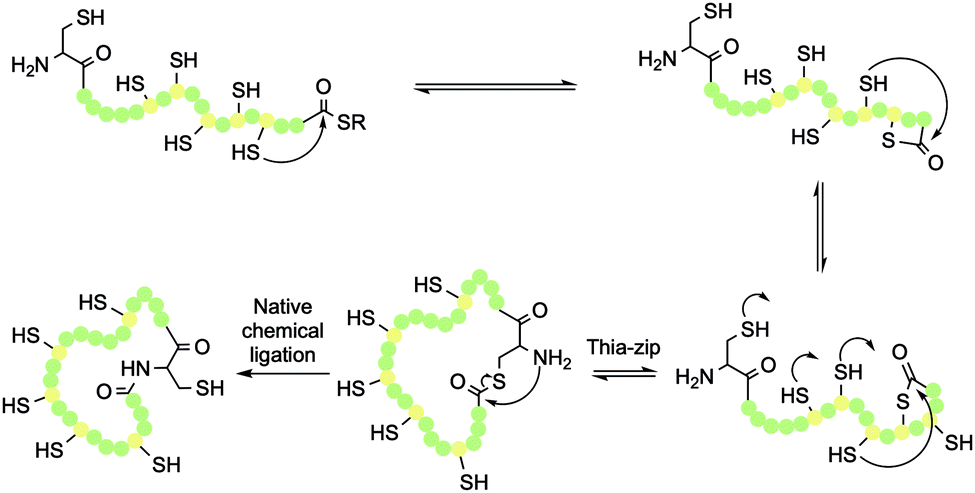 The role of chemical synthesis in developing RiPP antibiotics ...