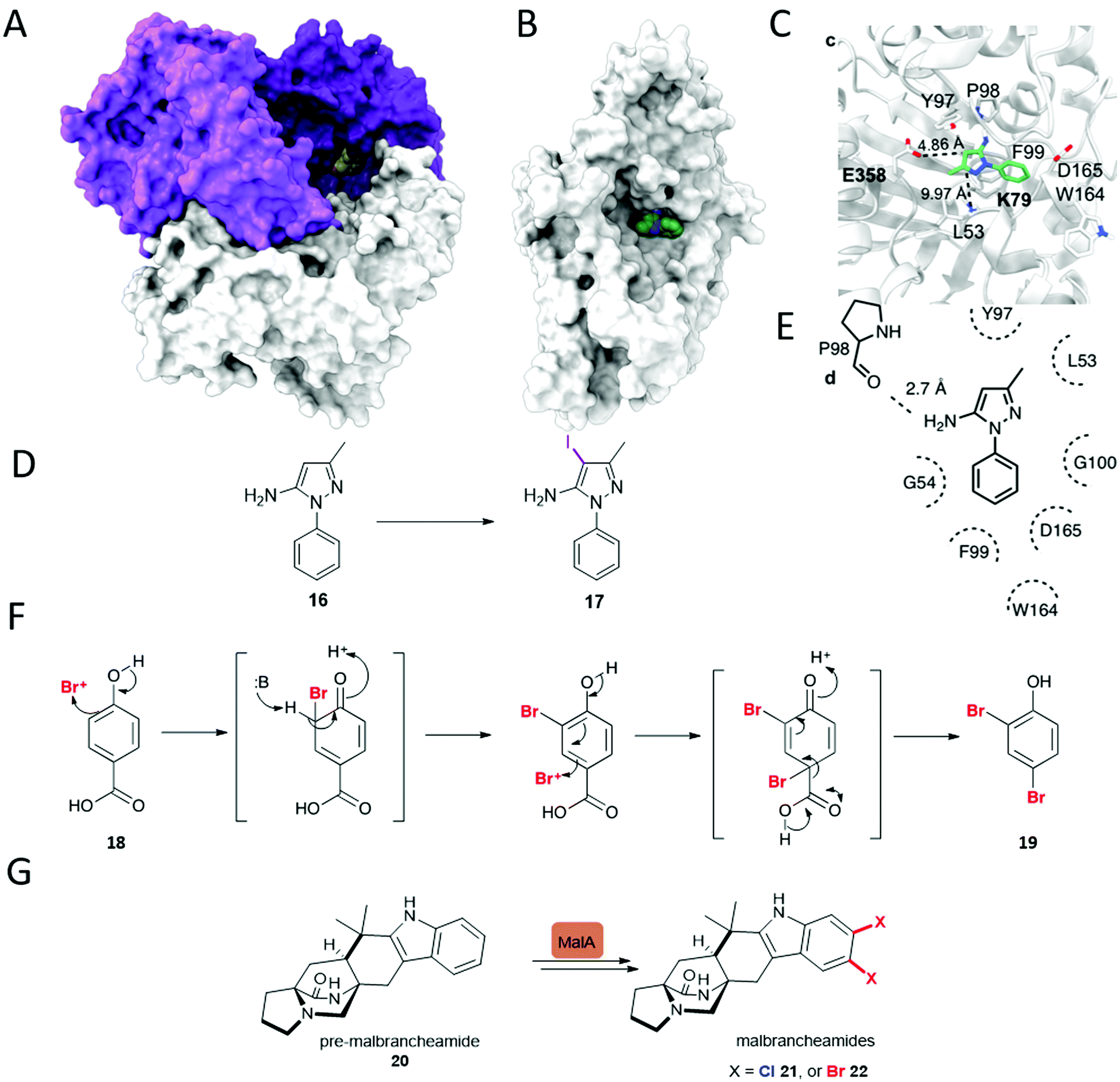Halogenases: a palette of emerging opportunities for synthetic biology ...