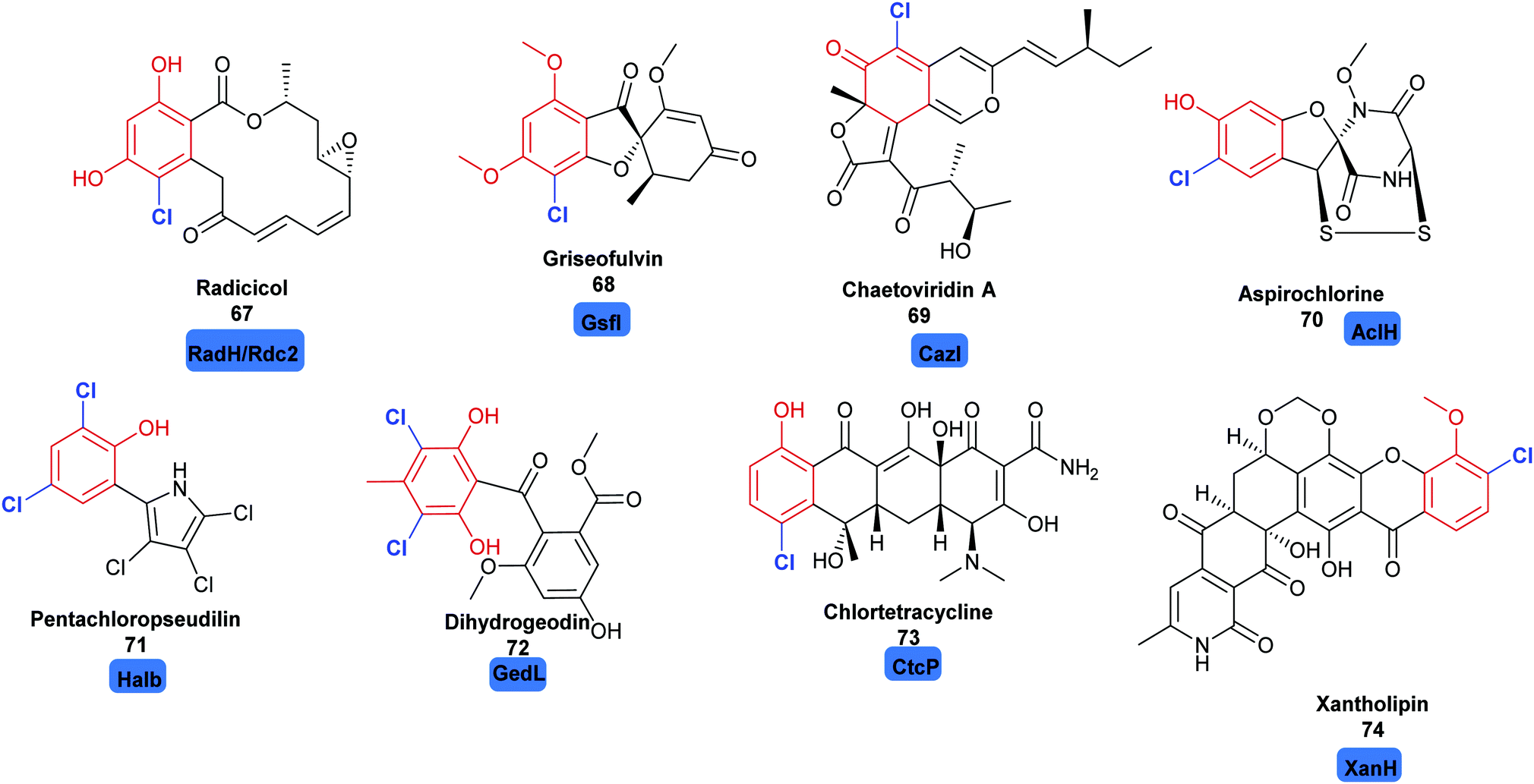 Halogenases: a palette of emerging opportunities for synthetic biology ...