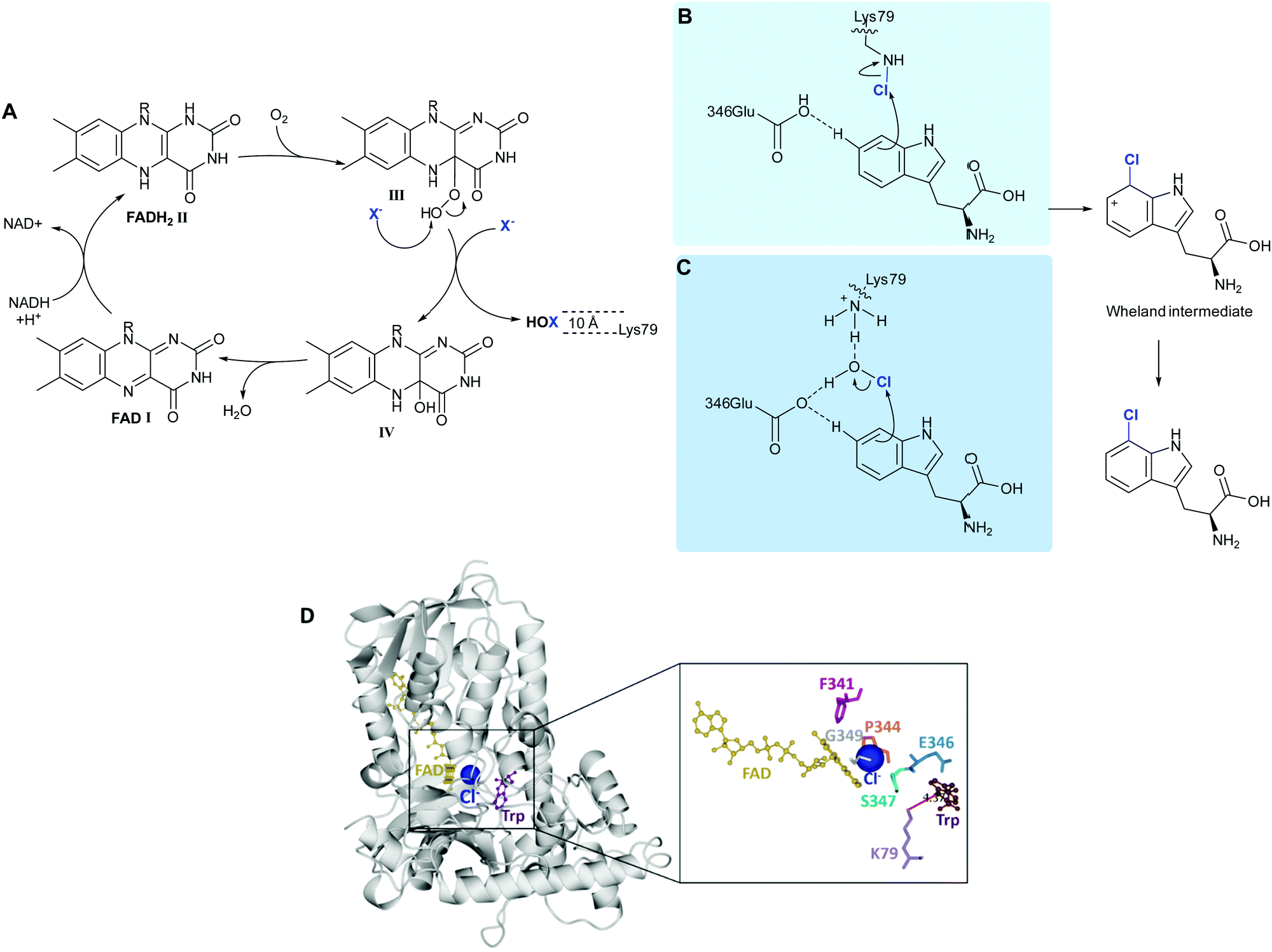 Halogenases: a palette of emerging opportunities for synthetic biology ...