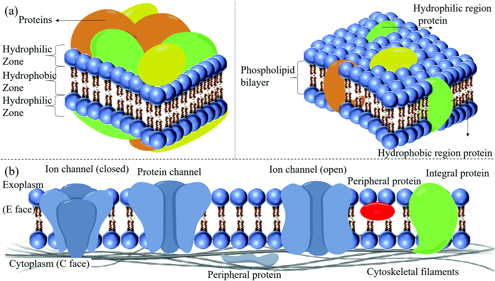 Soft materials as biological and artificial membranes - Chemical ...