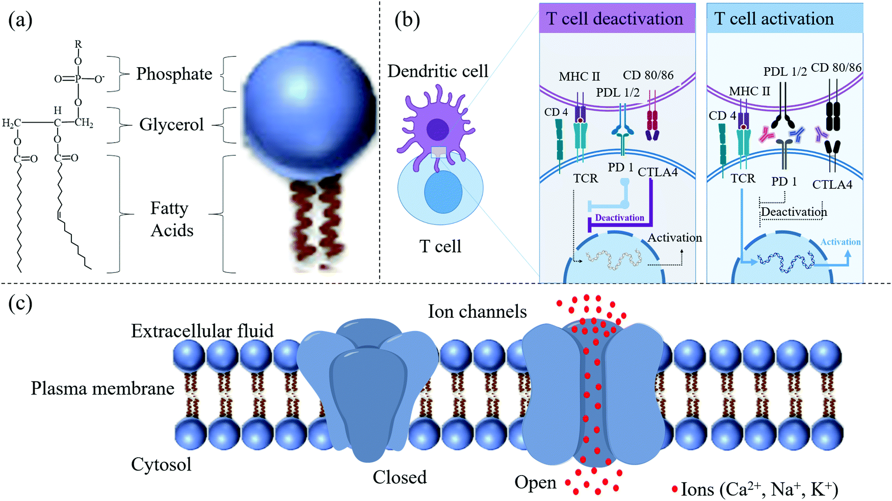 Soft materials as biological and artificial membranes - Chemical ...