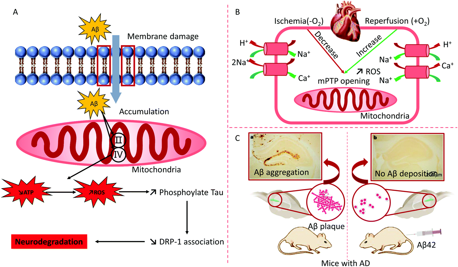 Soft materials as biological and artificial membranes - Chemical ...