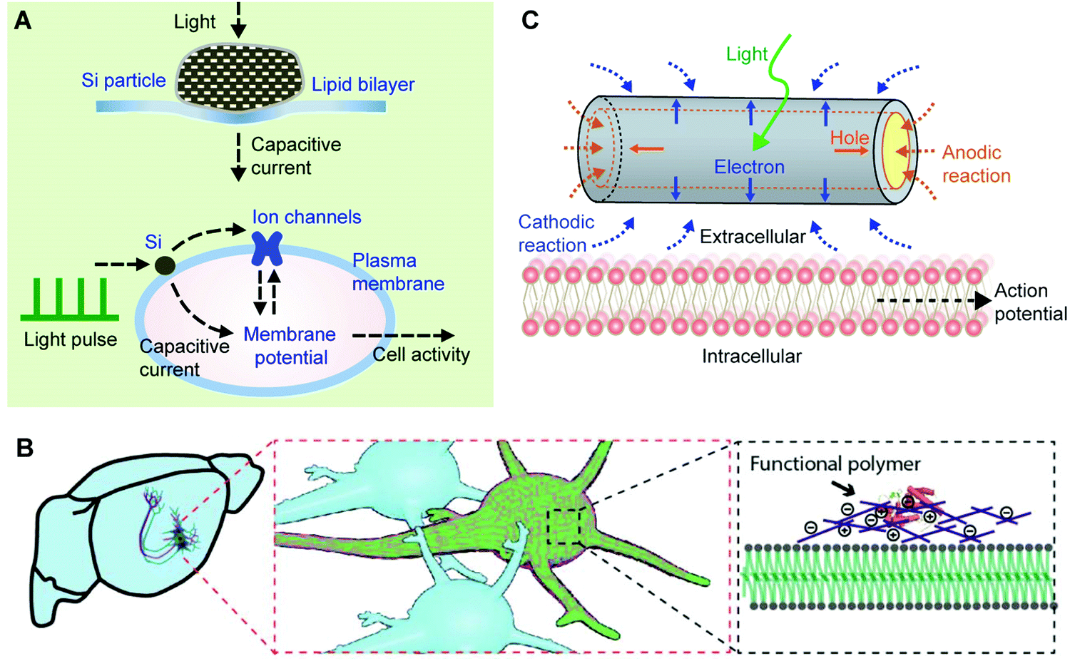 Soft materials as biological and artificial membranes - Chemical ...