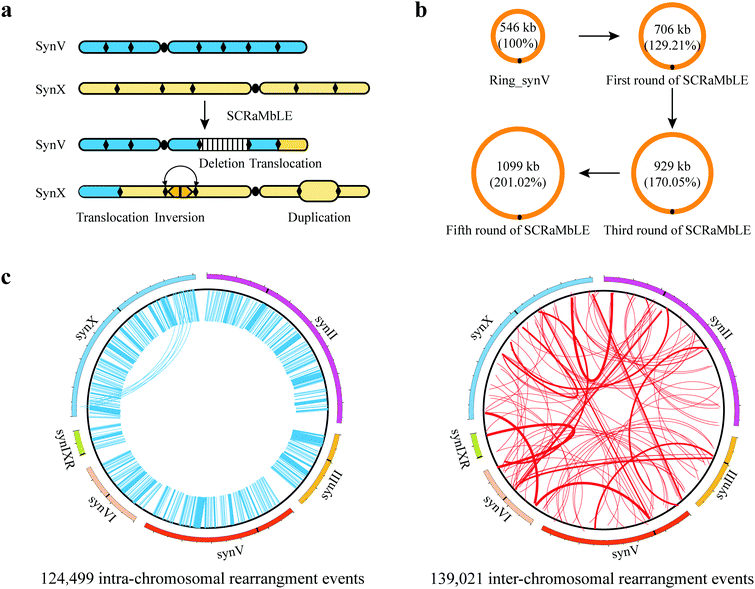 Directed genome evolution driven by structural rearrangement techniques ...