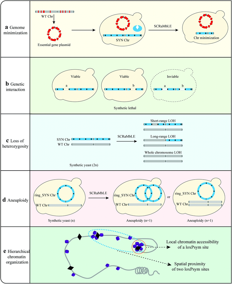 Directed genome evolution driven by structural rearrangement techniques ...