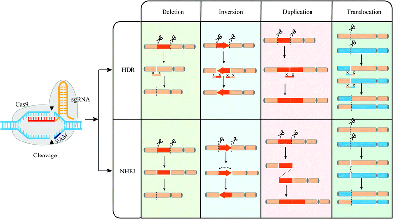 Directed genome evolution driven by structural rearrangement techniques ...