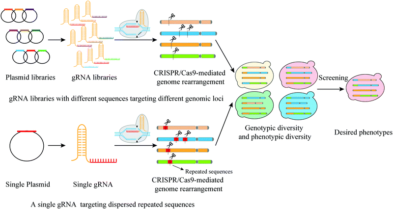 Directed genome evolution driven by structural rearrangement techniques ...