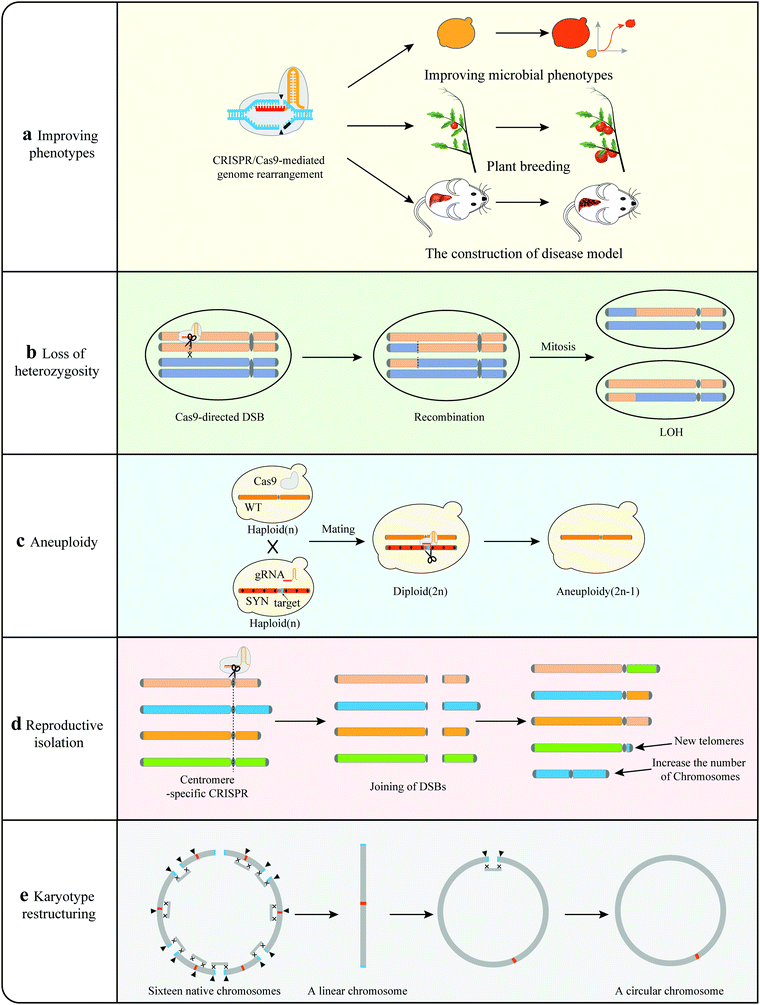 Directed genome evolution driven by structural rearrangement techniques ...