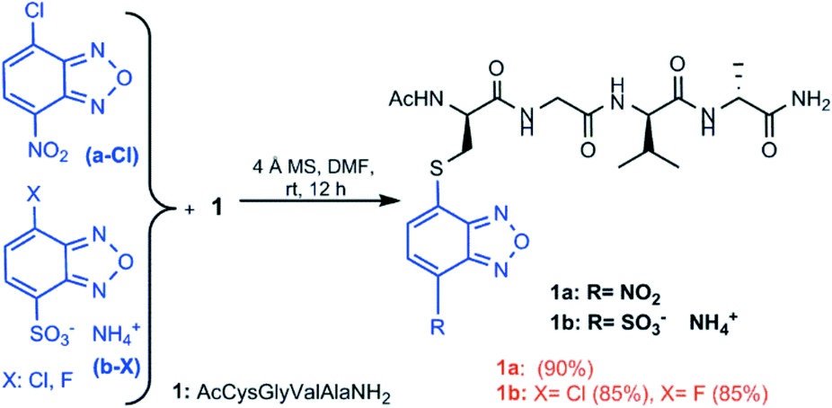 Thio-conjugation of substituted benzofurazans to peptides: molecular ...